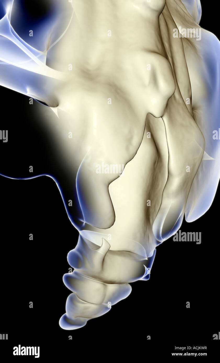 Anatomia Del Coccige O Dell'osso Della Coda Immagini e Fotos Stock - Alamy