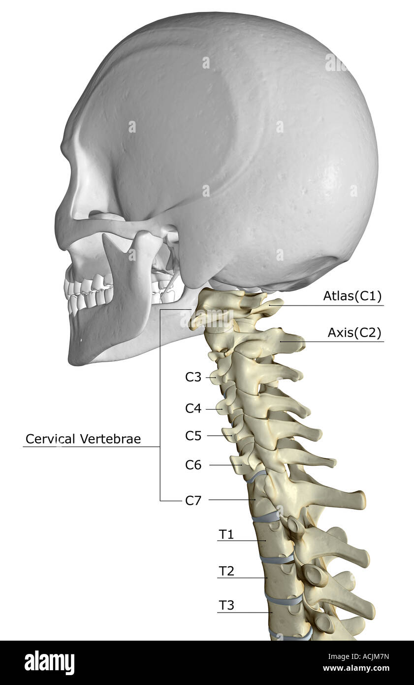 Vertebre cervicali immagini e fotografie stock ad alta risoluzione - Alamy