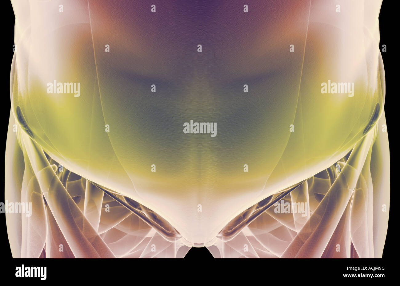 Muscoli Del Bacino Immagini e Fotos Stock - Alamy