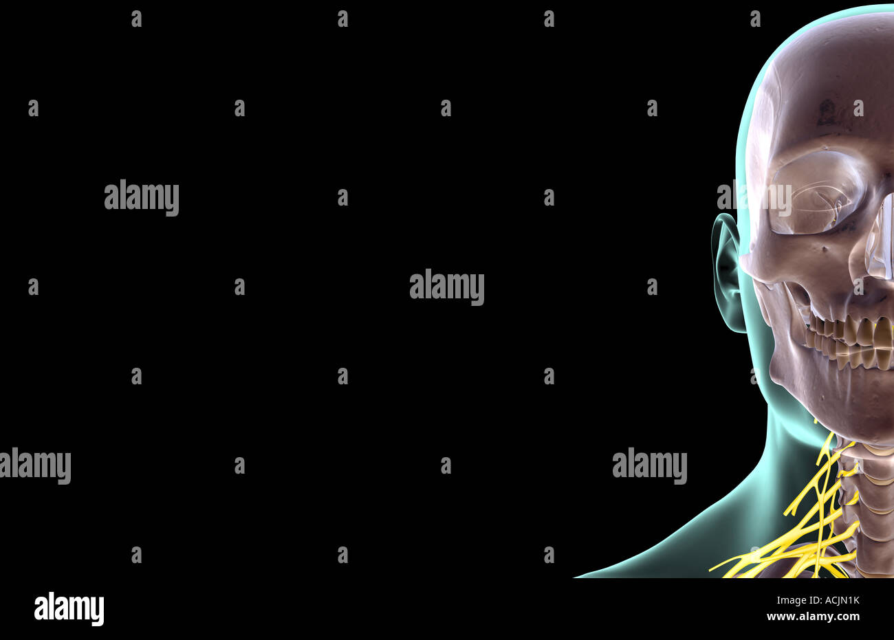 Cervical plexus immagini e fotografie stock ad alta risoluzione - Alamy