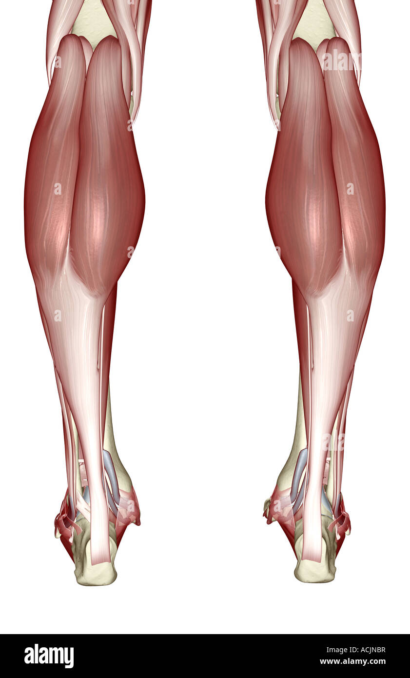 Anatomia di umana i muscoli della gamba Immagini senza sfondo e Foto ...