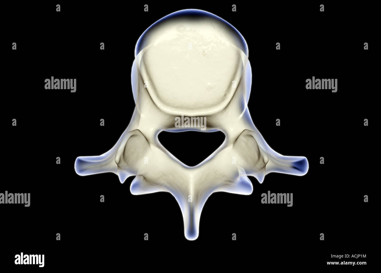 Processo spinoso delle ossa immagini e fotografie stock ad alta ...