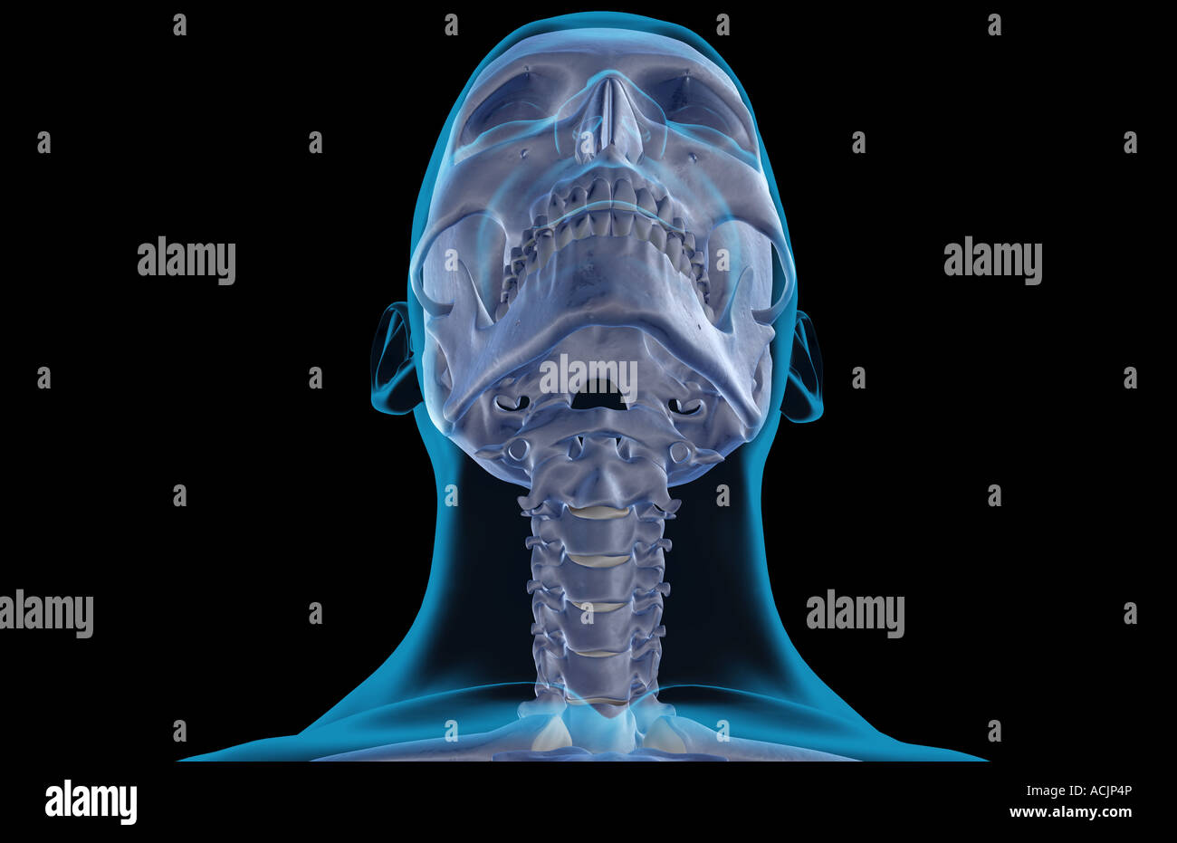 Anatomia della testa del collo immagini e fotografie stock ad alta ...