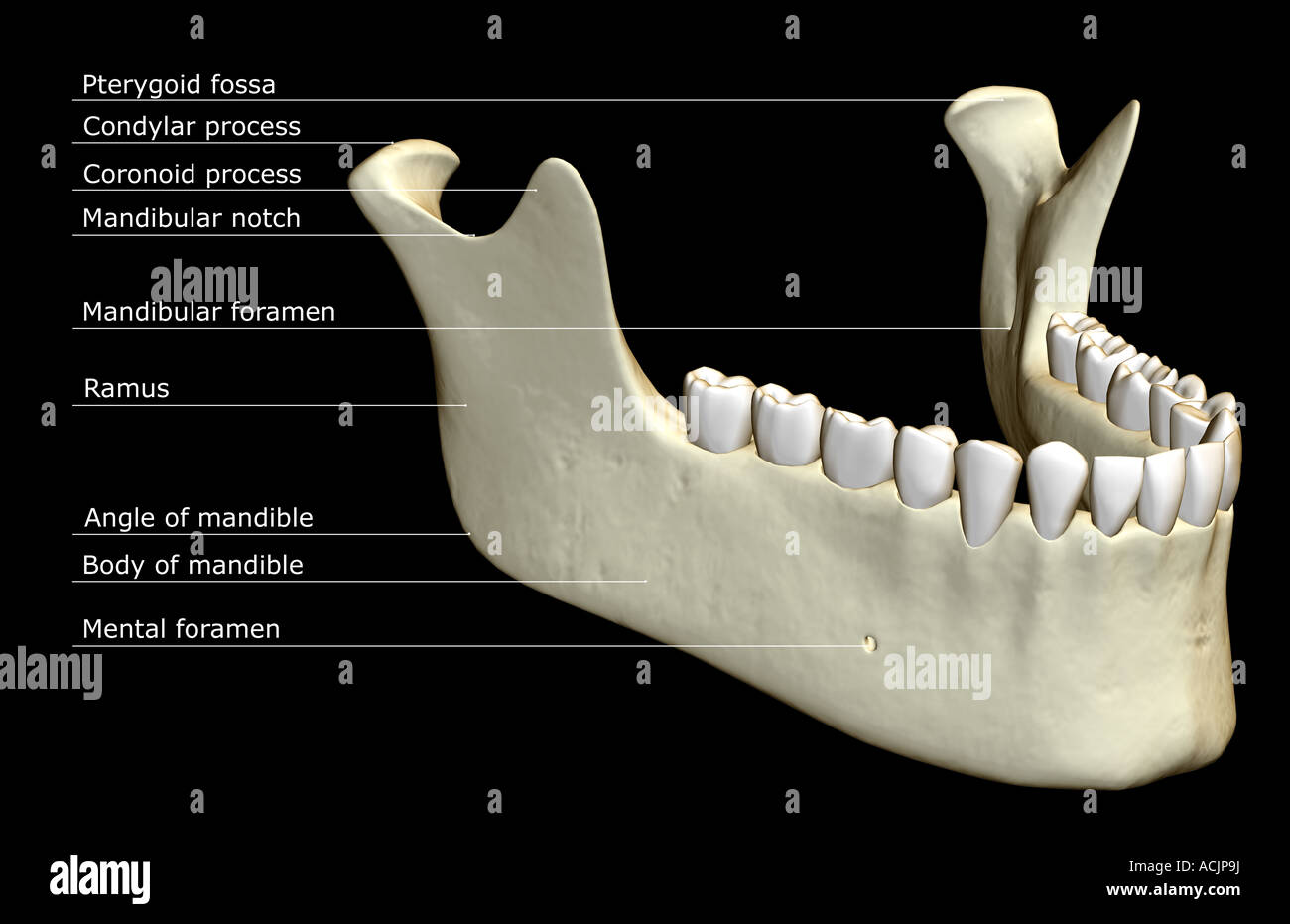 Ramus of mandible immagini e fotografie stock ad alta risoluzione - Alamy