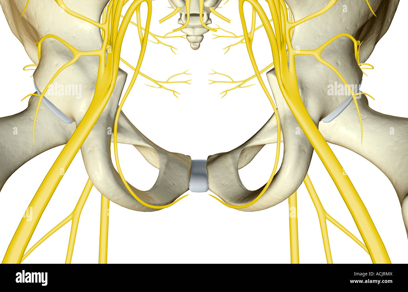 Nervio pudendo immagini e fotografie stock ad alta risoluzione - Alamy