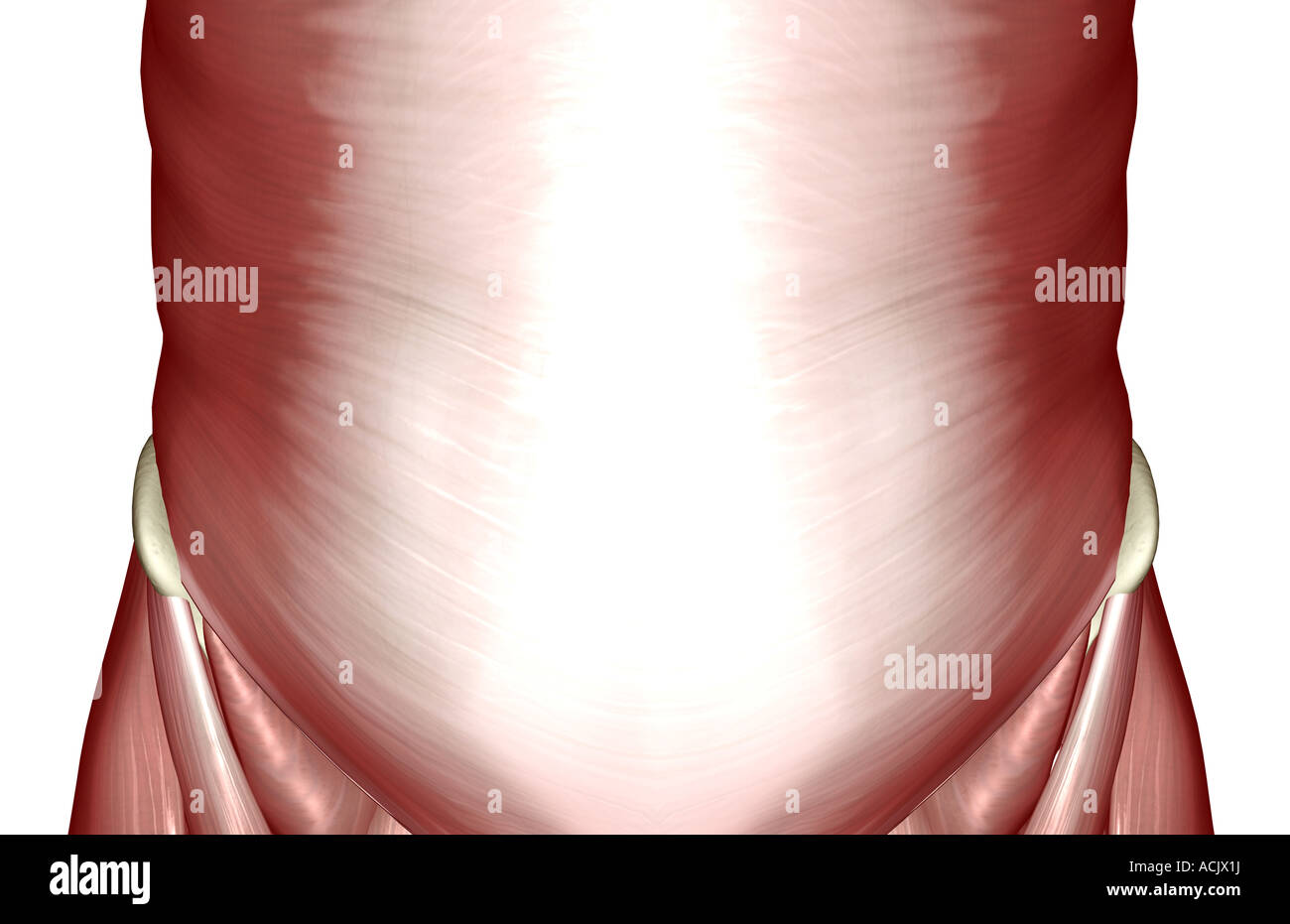 Muscoli del bacino immagini e fotografie stock ad alta risoluzione - Alamy
