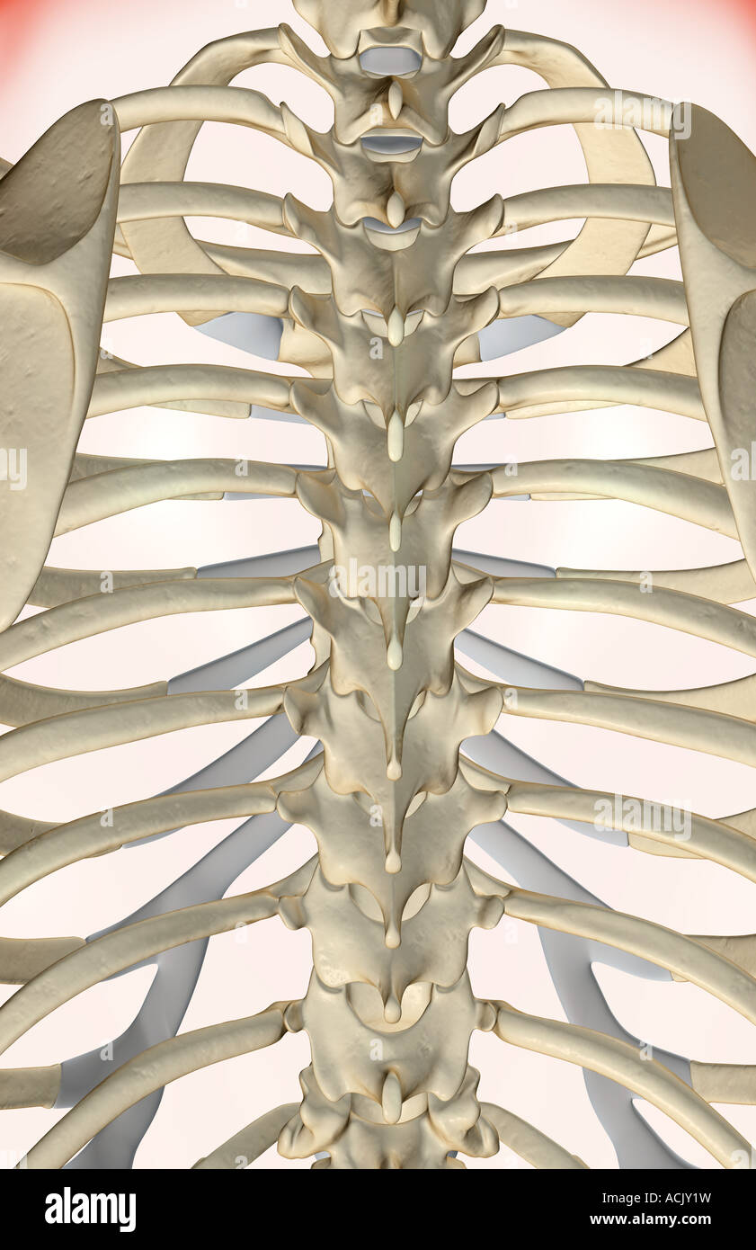 Thoracic vertebrae immagini e fotografie stock ad alta risoluzione - Alamy