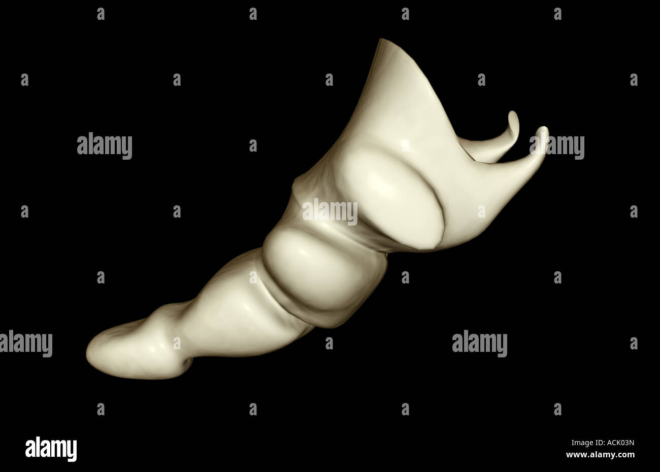 Anatomia Del Coccige O Dell'osso Della Coda Immagini e Fotos Stock - Alamy