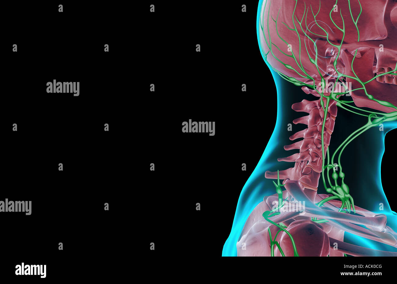 Linfonodi cervicali immagini e fotografie stock ad alta risoluzione - Alamy