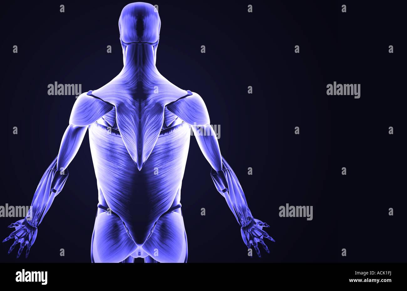 Muscoli tronco immagini e fotografie stock ad alta risoluzione - Alamy