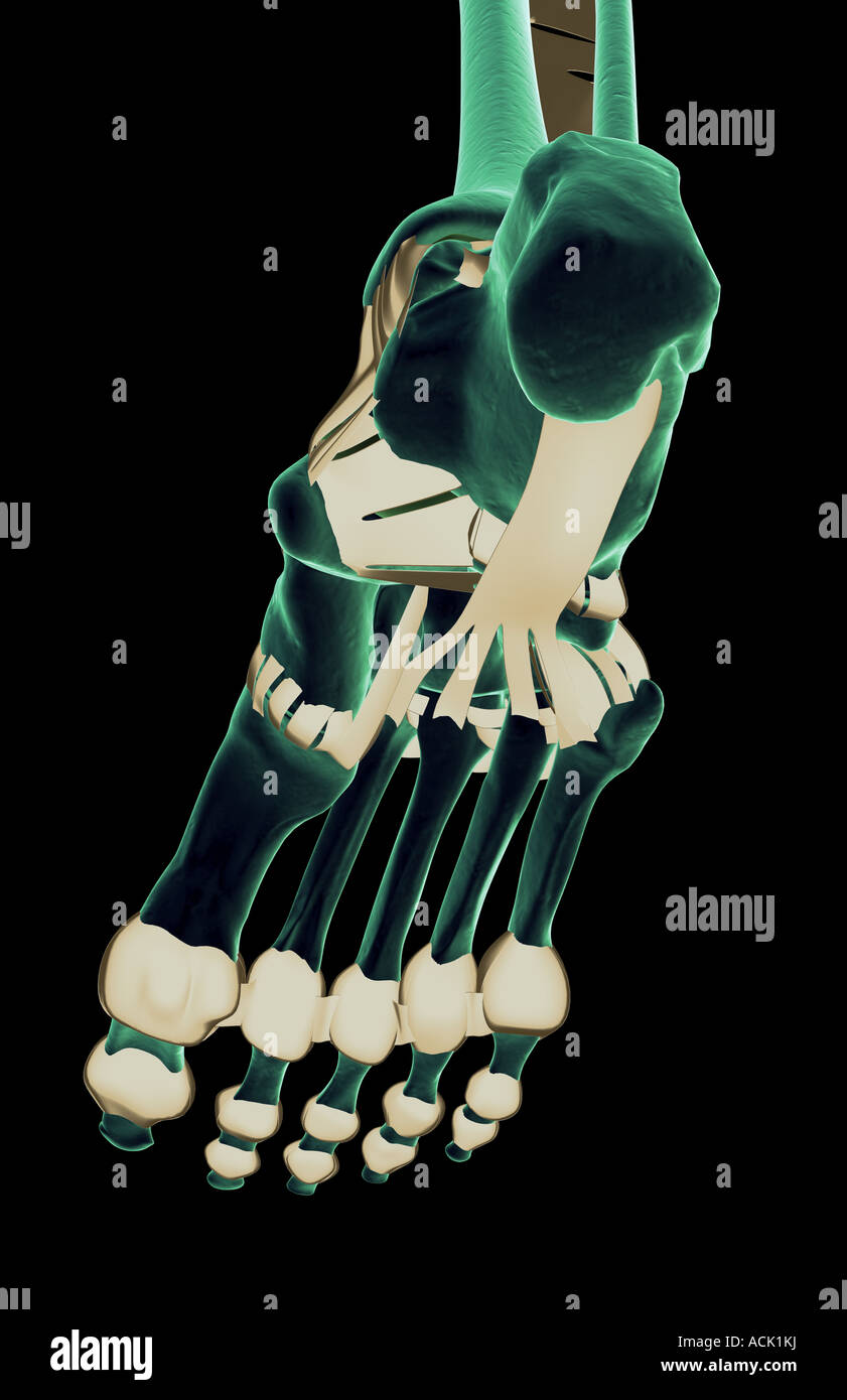 Legamenti longitudinali immagini e fotografie stock ad alta risoluzione ...