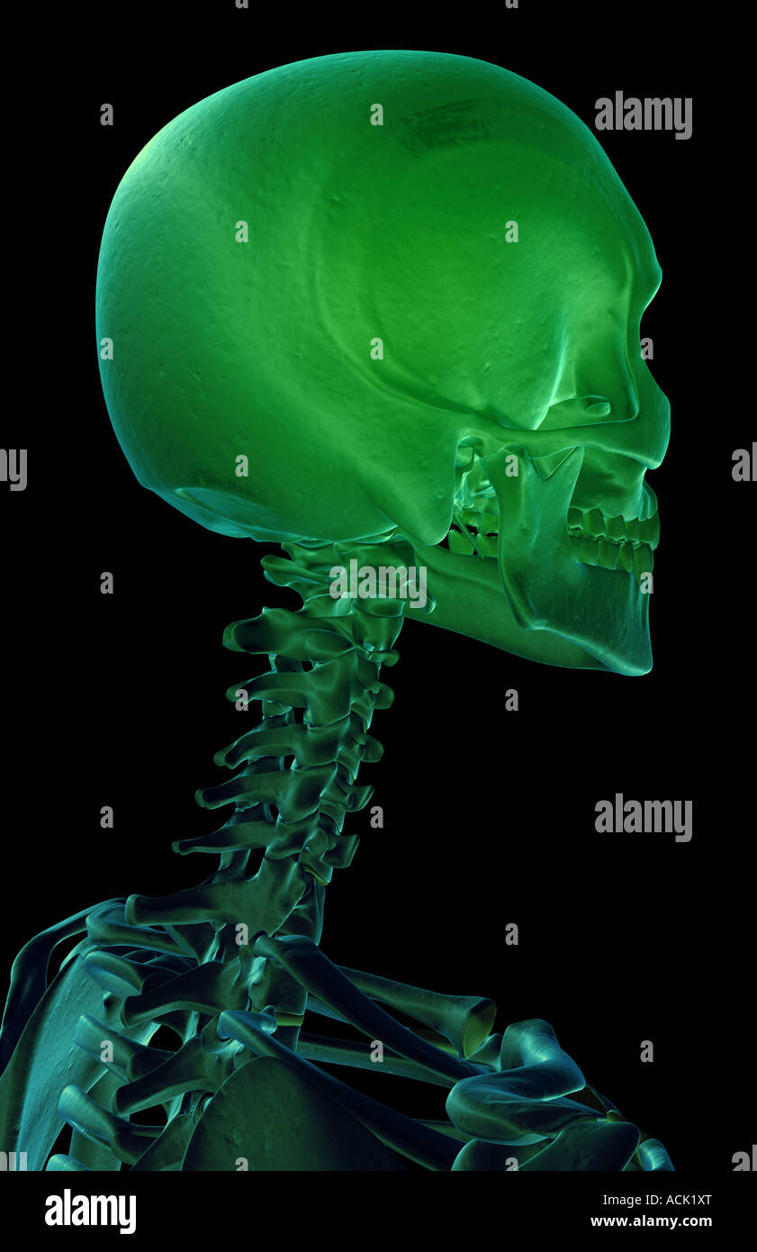 Anatomia della testa del collo immagini e fotografie stock ad alta ...