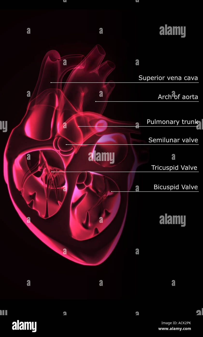 Anatomia del cuore immagini e fotografie stock ad alta risoluzione ...