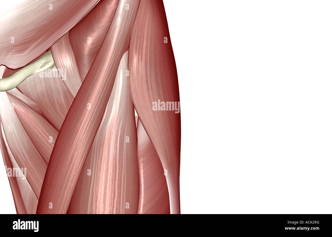 Pectineus muscles immagini e fotografie stock ad alta risoluzione - Alamy