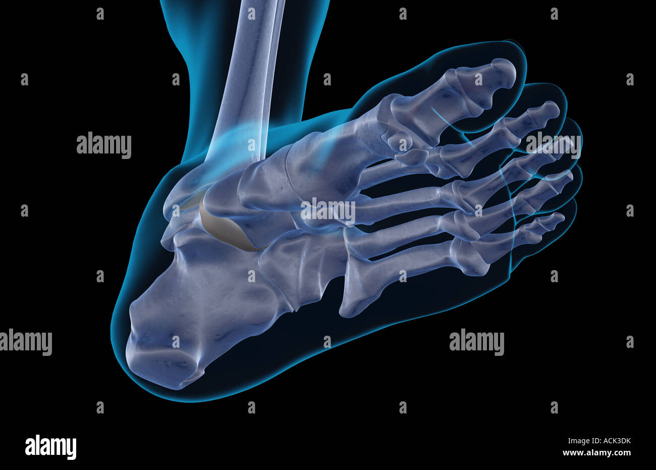 Osso del piede cuboide immagini e fotografie stock ad alta risoluzione ...