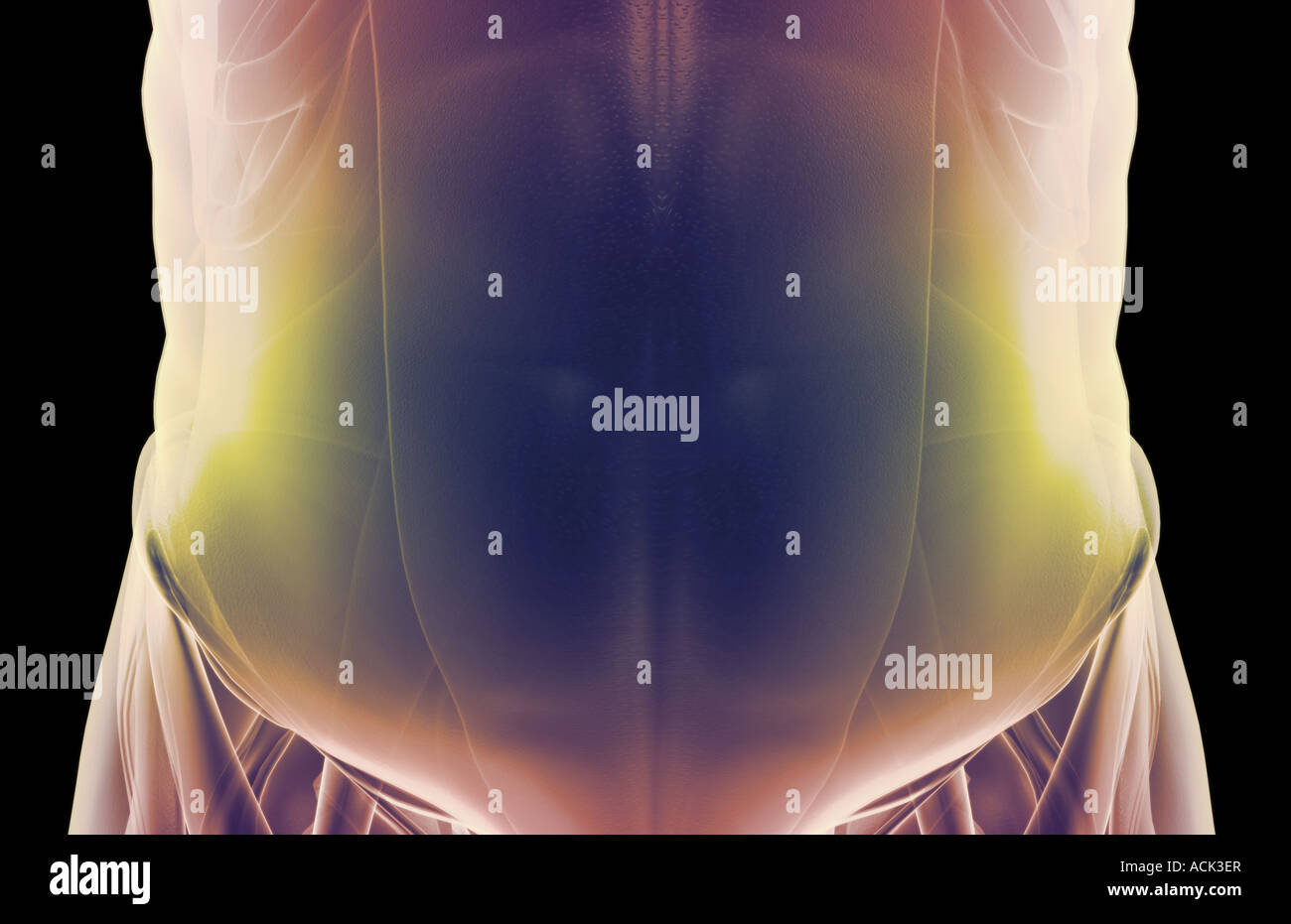 Muscoli del bacino immagini e fotografie stock ad alta risoluzione - Alamy