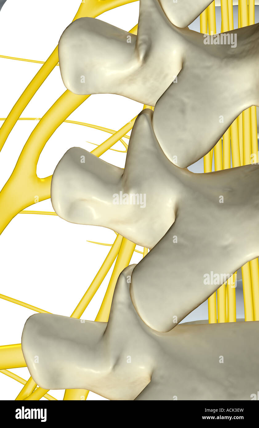 Cauda equina illustration immagini e fotografie stock ad alta ...
