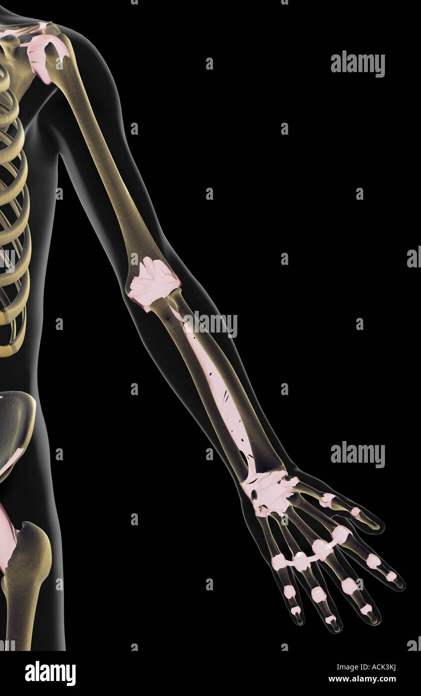 Legamenti anulari immagini e fotografie stock ad alta risoluzione - Alamy
