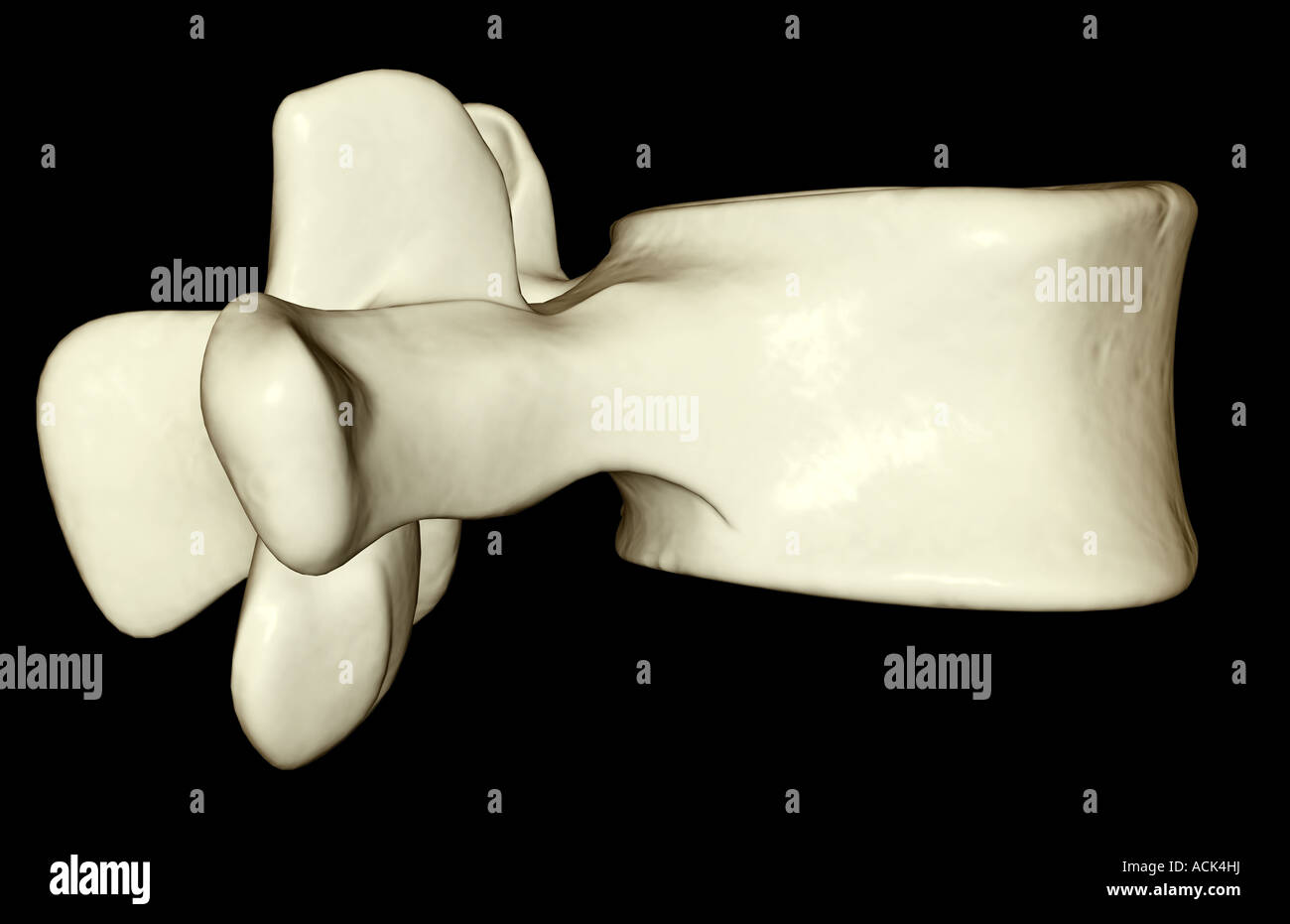Vertebra lombar immagini e fotografie stock ad alta risoluzione - Alamy