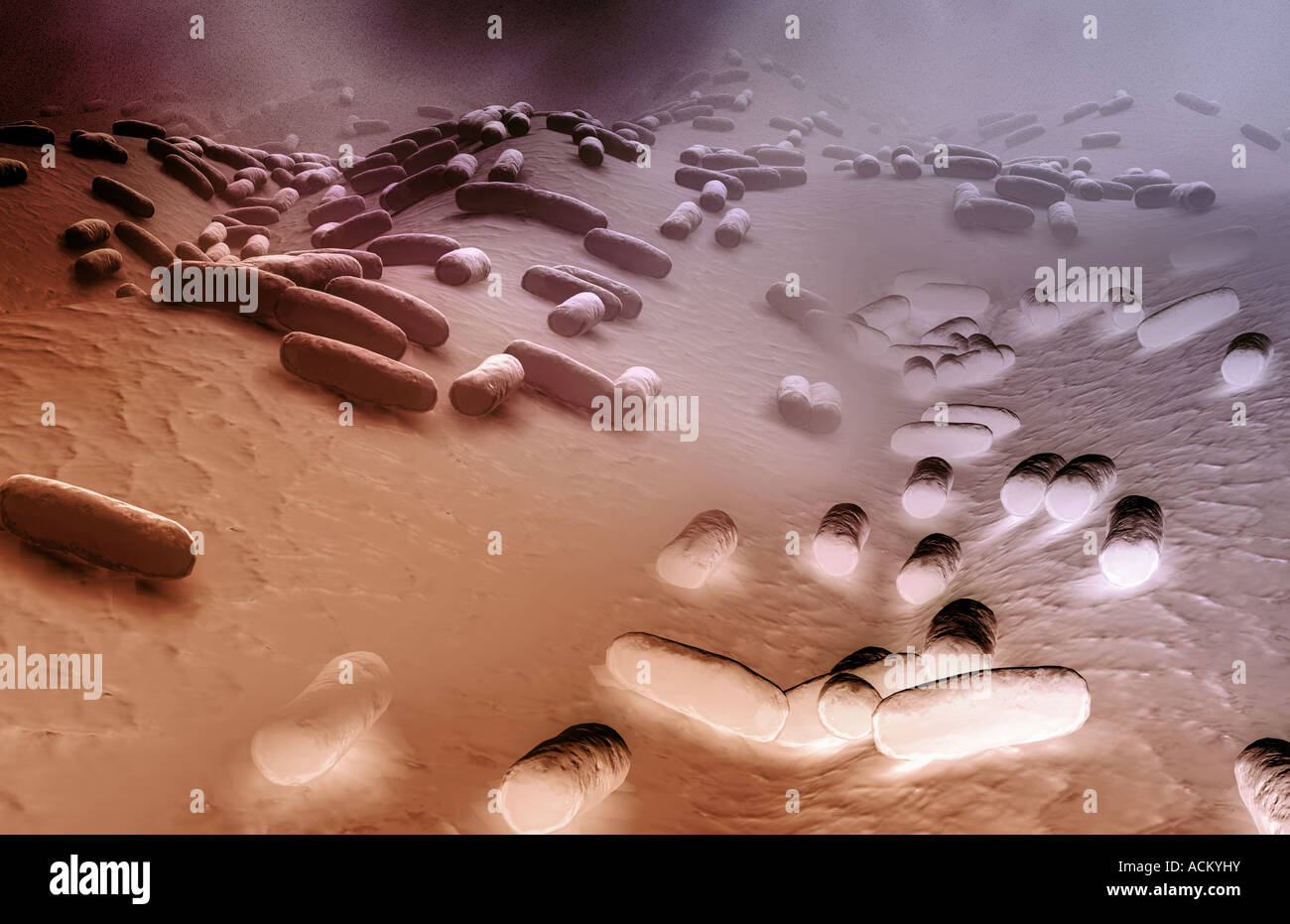 Batterio a forma di bacillo immagini e fotografie stock ad alta ...