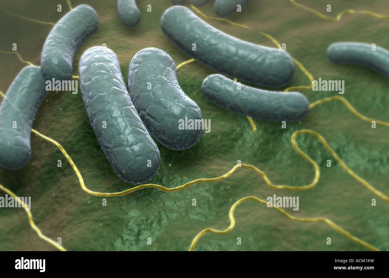 E coli escherichia coli immagini e fotografie stock ad alta risoluzione ...