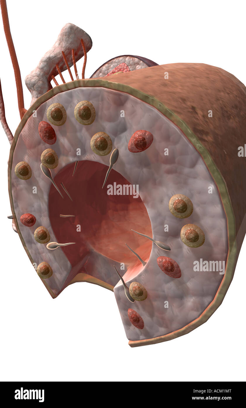 Tubuli seminiferi testicolo immagini e fotografie stock ad alta ...