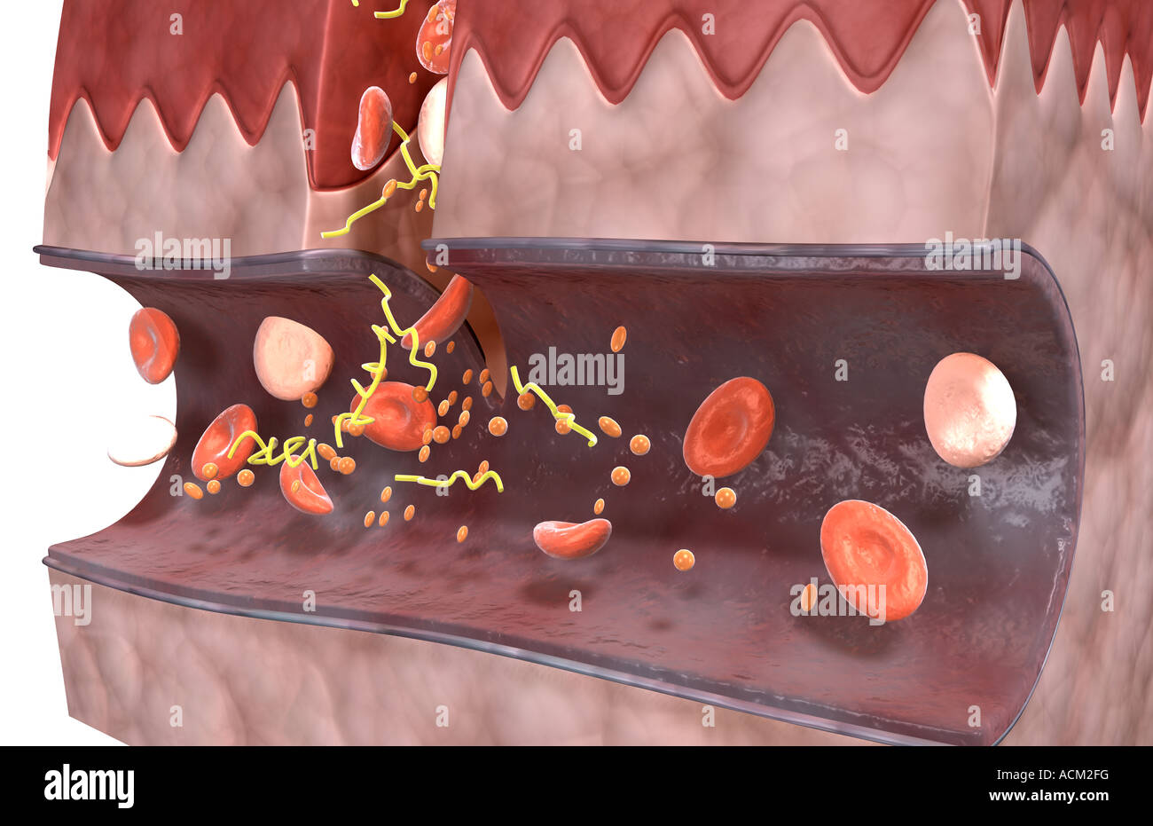 Formazione di cellule del sangue immagini e fotografie stock ad alta ...