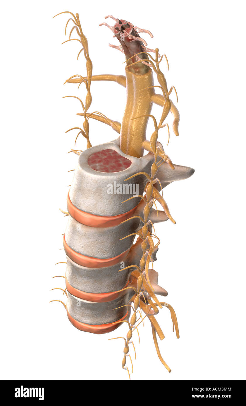 Vertebre e midollo spinale e nervi Immagini senza sfondo e Foto Stock ...