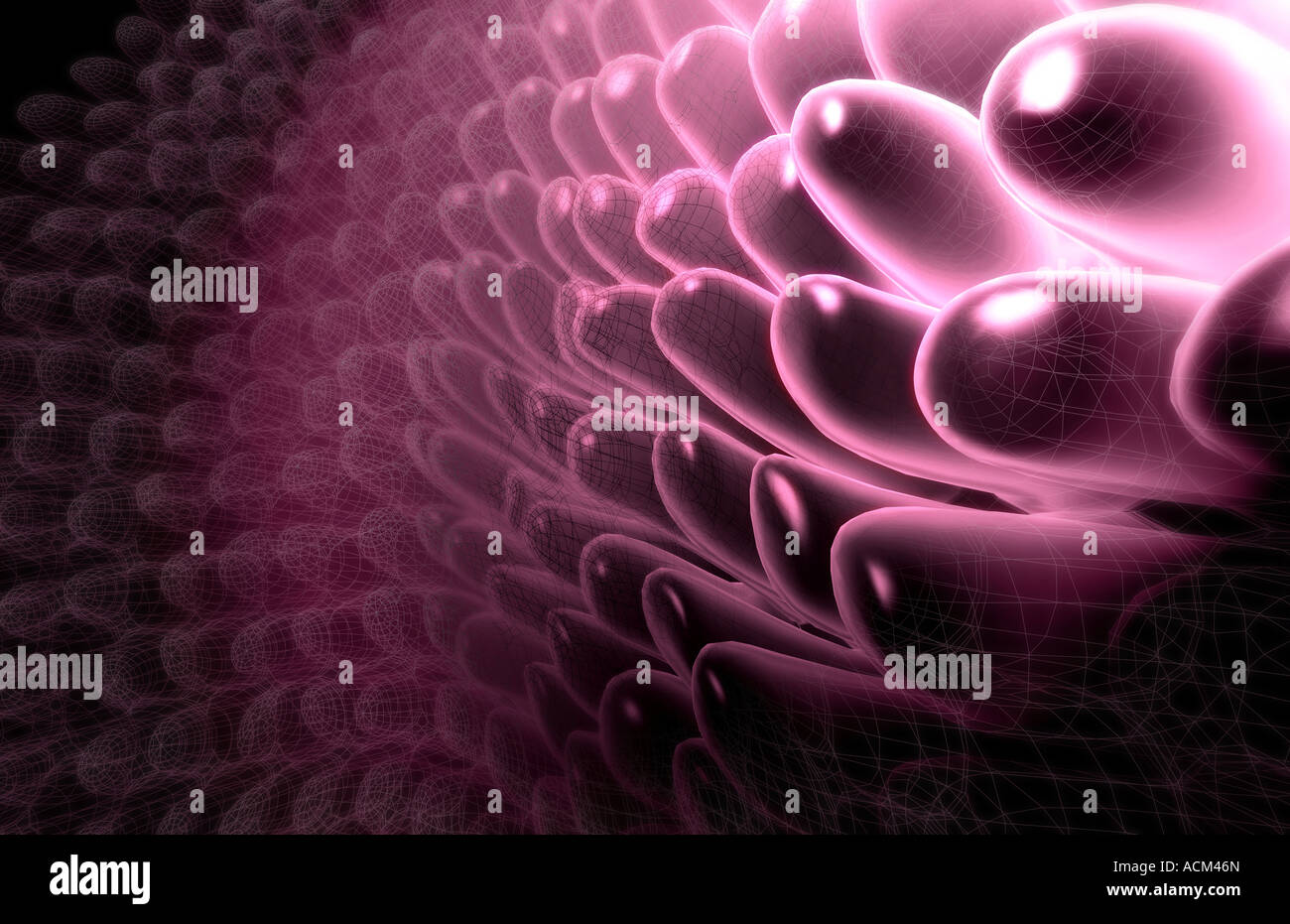 Microvilli intestinali immagini e fotografie stock ad alta risoluzione ...