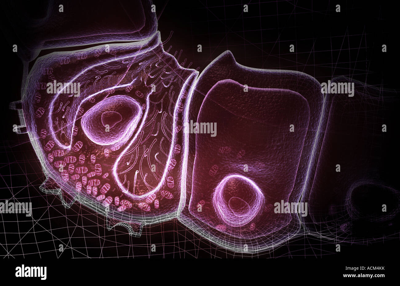 Cellule parietali gastriche Foto stock - Alamy