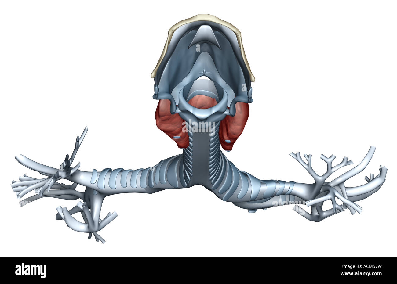 Laringe e trachea immagini e fotografie stock ad alta risoluzione - Alamy