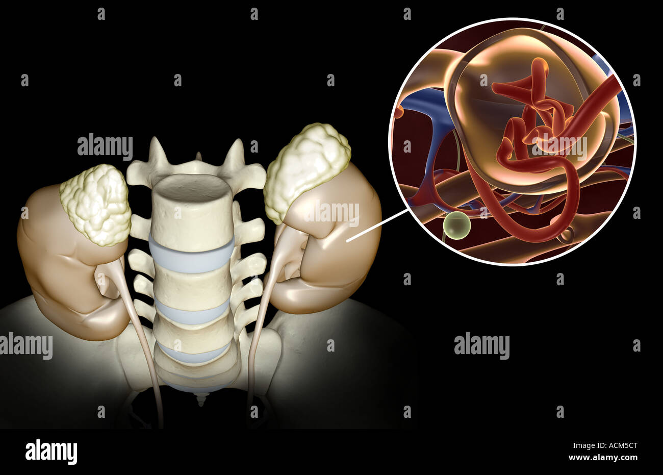Anatomia del glomerulo del rene immagini e fotografie stock ad alta ...