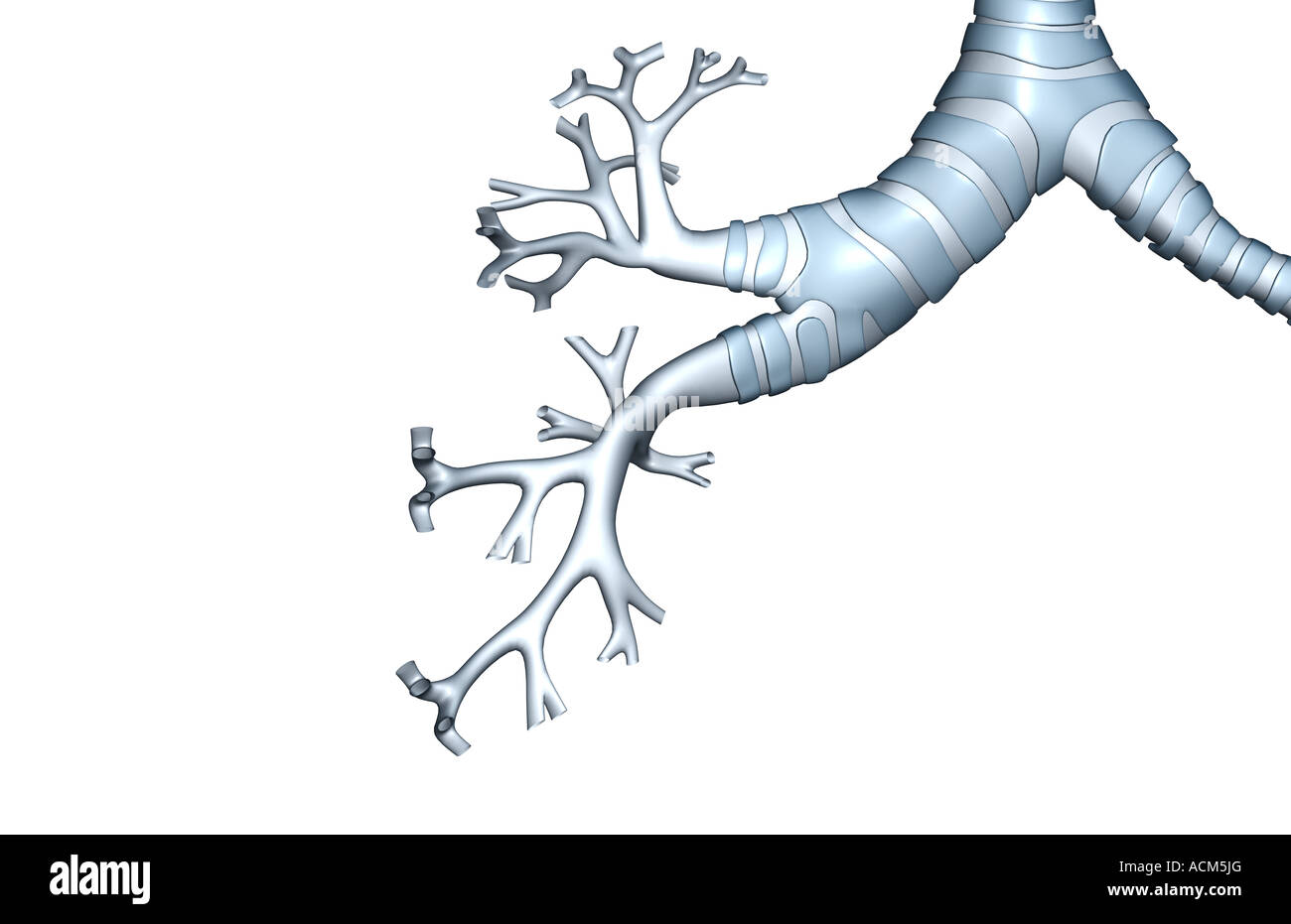 Bronchial tree immagini e fotografie stock ad alta risoluzione - Alamy