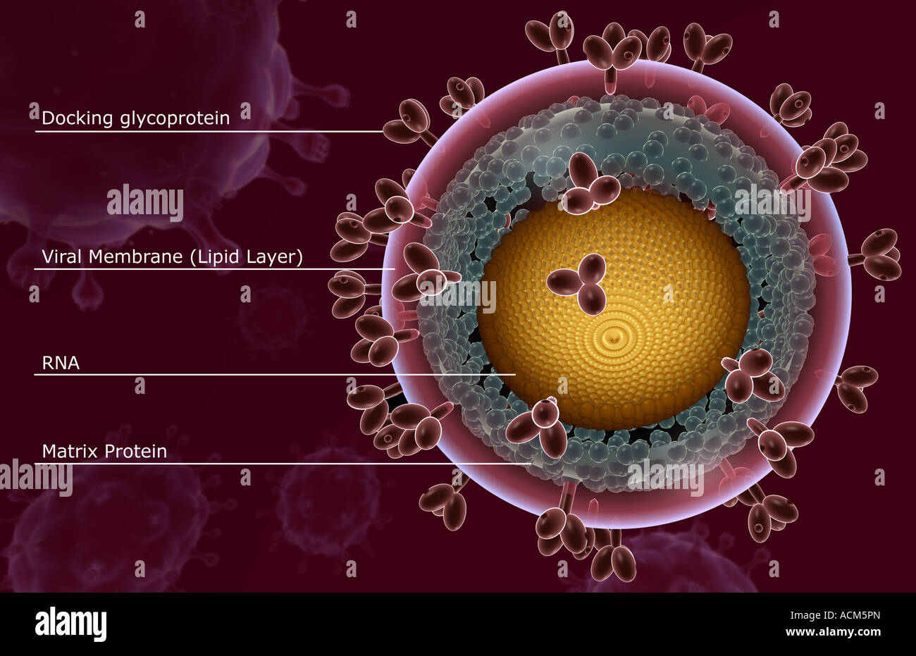 Struttura etichettata immagini e fotografie stock ad alta risoluzione ...