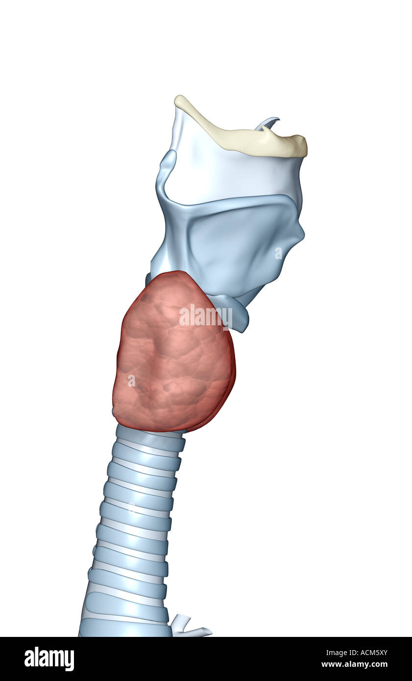 Anatomia della laringe immagini e fotografie stock ad alta risoluzione ...