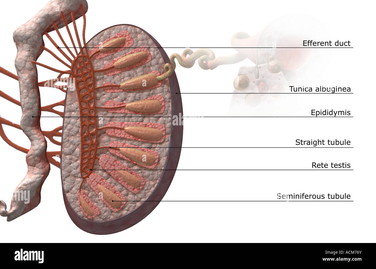 Tubulo seminifero immagini e fotografie stock ad alta risoluzione - Alamy