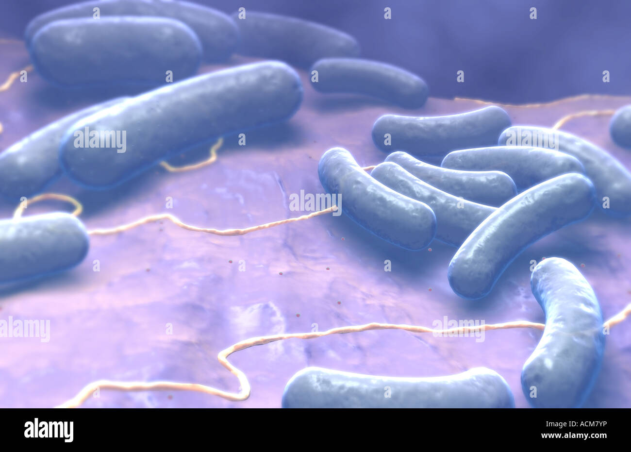 Escherichia Coli Bacterium Immagini & Escherichia Coli Bacterium Fotos ...