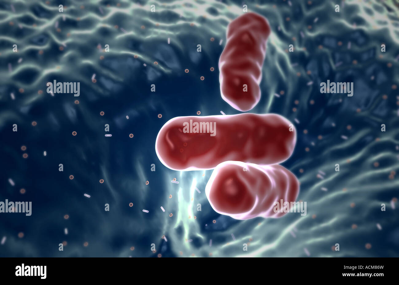 Escherichia coli immagini e fotografie stock ad alta risoluzione - Alamy