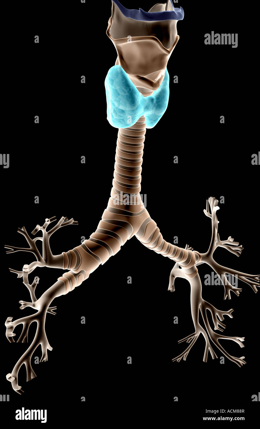 Laringe e trachea immagini e fotografie stock ad alta risoluzione - Alamy