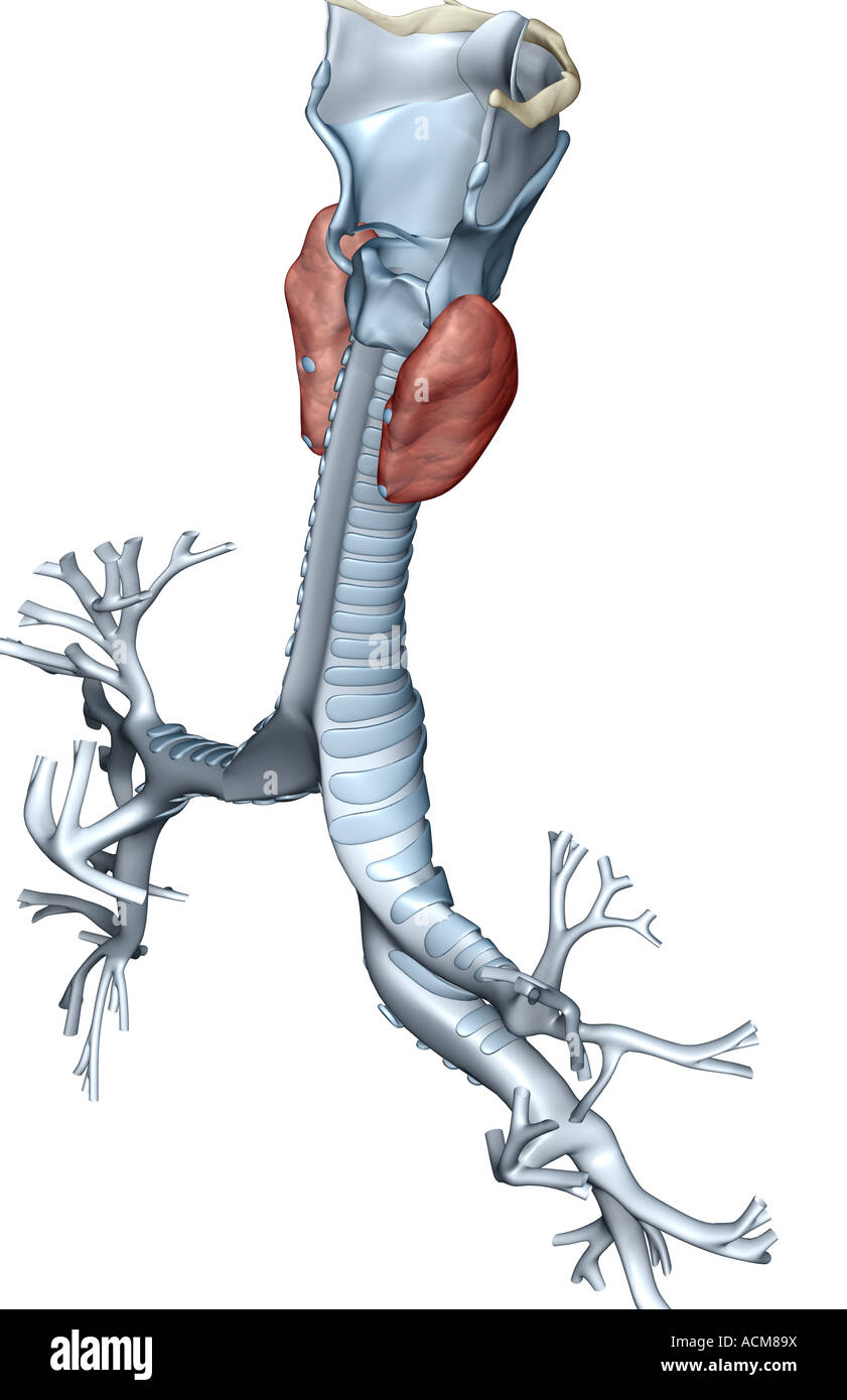 Albero bronchiale immagini e fotografie stock ad alta risoluzione ...