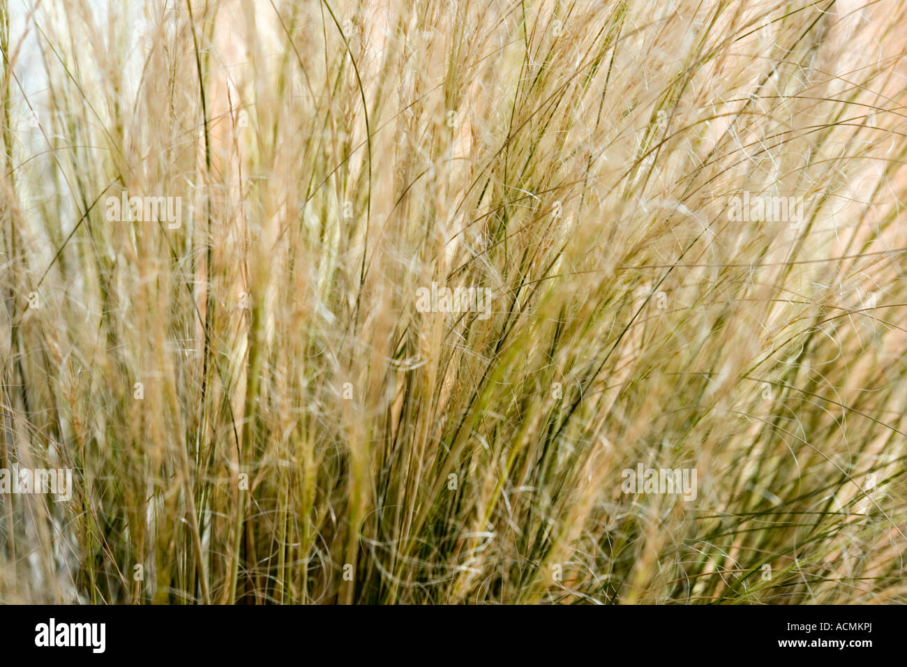 Stipa tenuissima ornamental grass immagini e fotografie stock ad alta ...