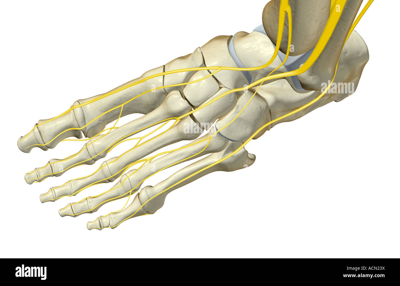 Nervi digitali dorsali immagini e fotografie stock ad alta risoluzione ...