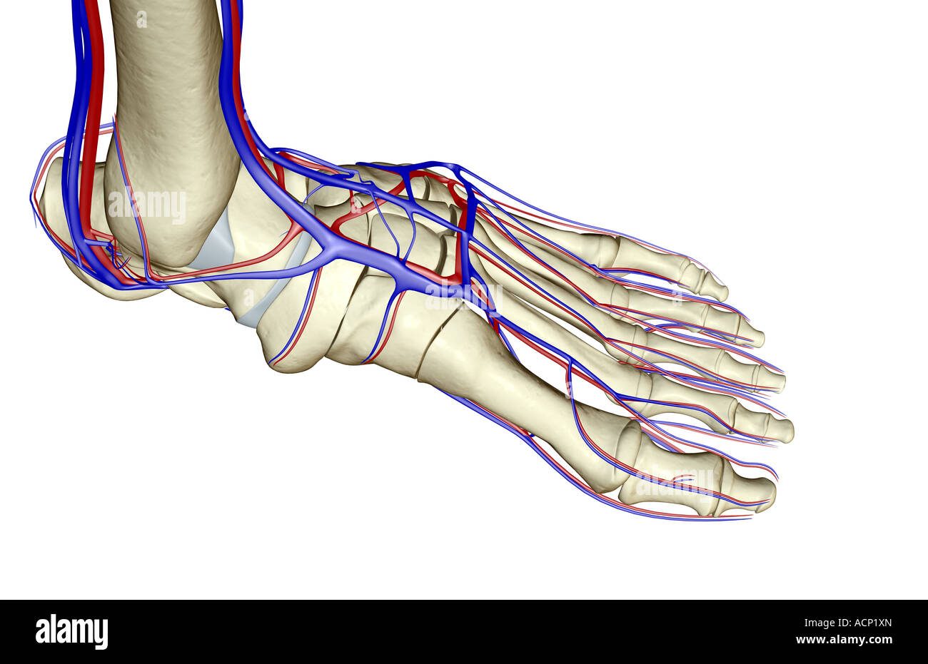 Vene digitali dorsali del piede immagini e fotografie stock ad alta ...