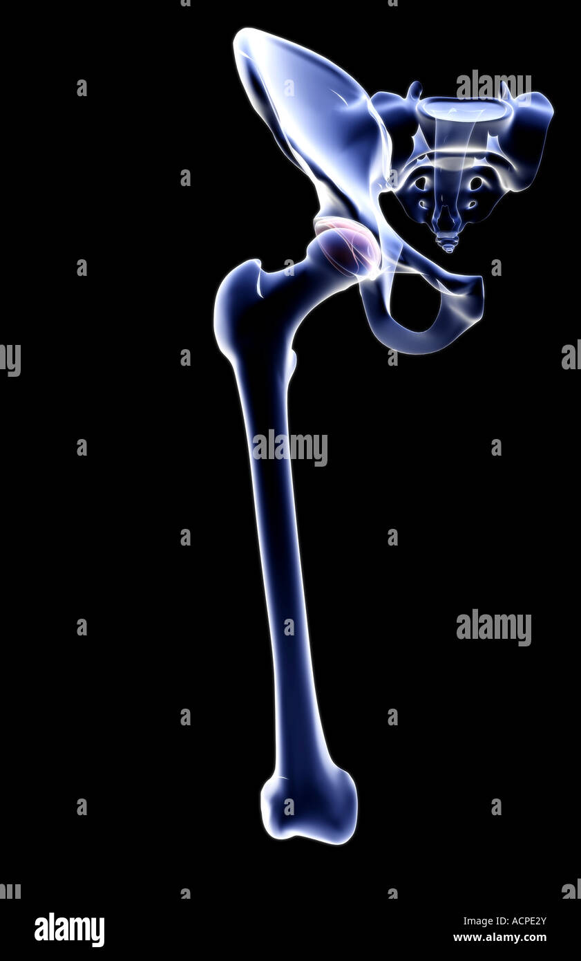 Cresta Iliaca Immagini e Fotos Stock - Alamy