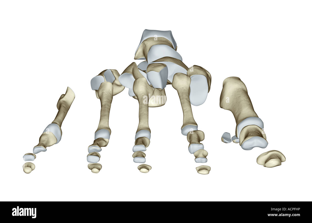 Anatomia Delle Ossa Del Piede Immagini senza sfondo e Foto Stock ...