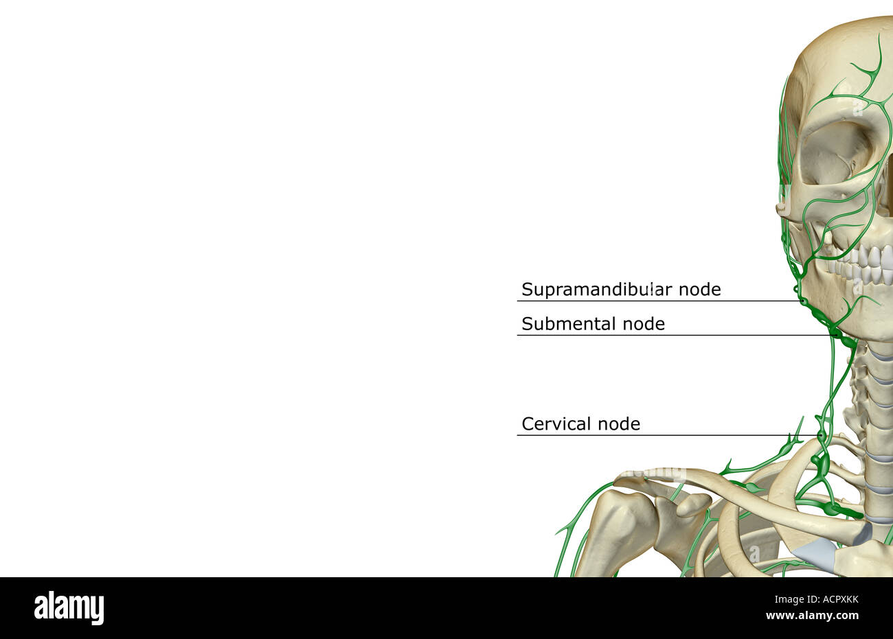 Linfonodi head neck immagini e fotografie stock ad alta risoluzione - Alamy