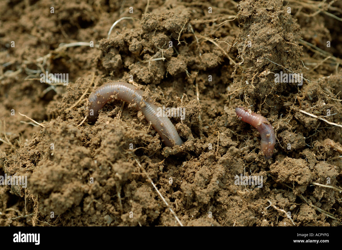 Verme scavatore immagini e fotografie stock ad alta risoluzione - Alamy