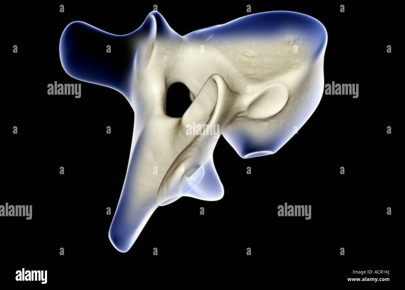 Processo Spinoso Delle Ossa Immagini e Fotos Stock - Alamy