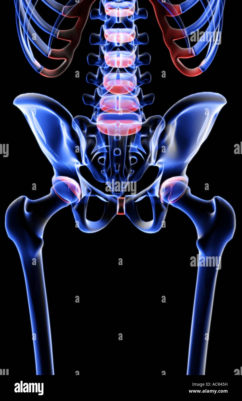 Struttura ossea del bacino immagini e fotografie stock ad alta risoluzione - Alamy