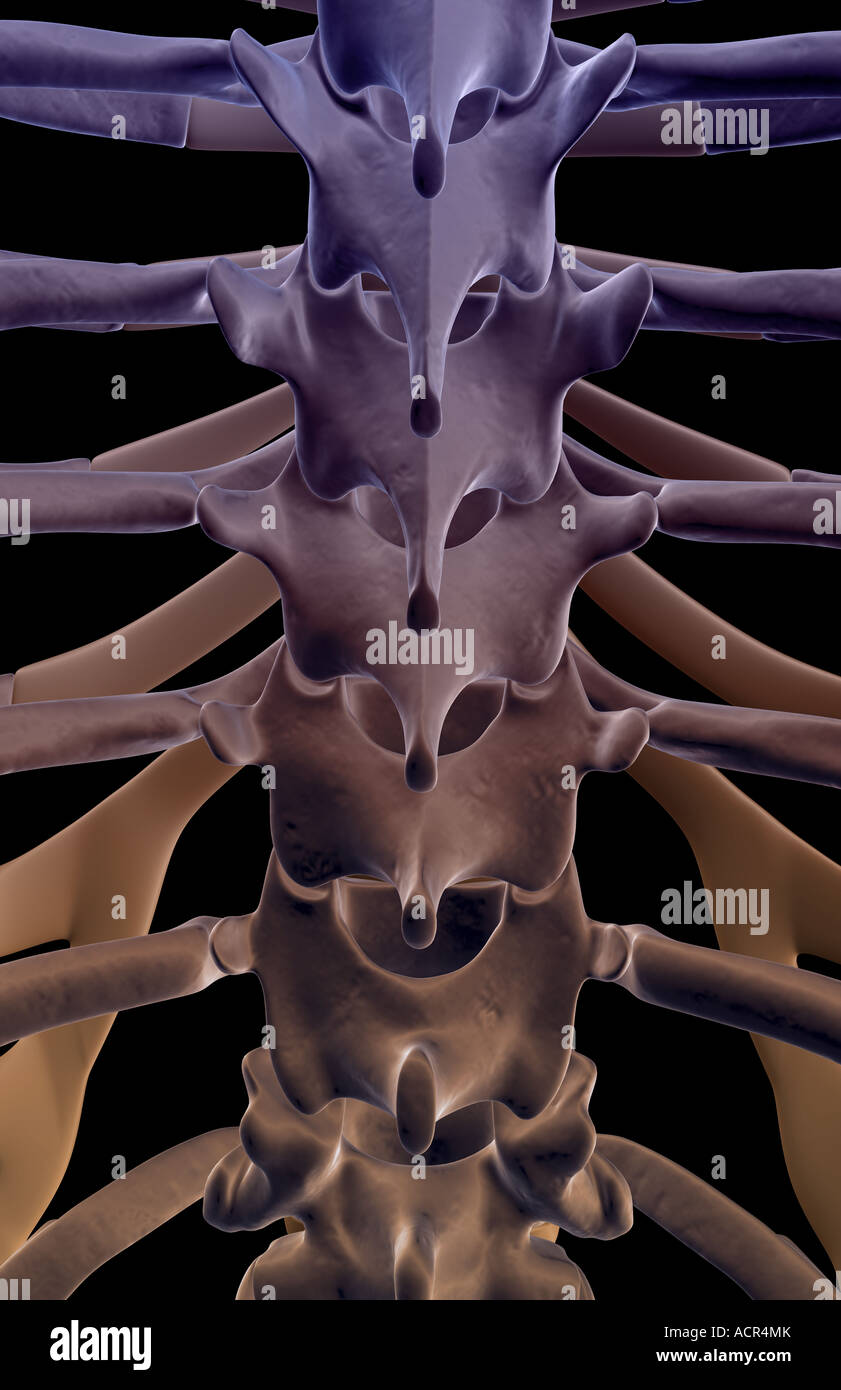 Thoracic vertebrae immagini e fotografie stock ad alta risoluzione - Alamy